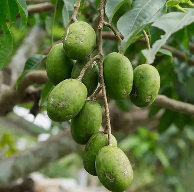Spondias dulcis | JUNE PLUM JOBO Seeds Live Seeds For Plant Germinate ...