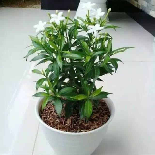 Tanaman Hias Bunga Rembosa Mini / tanaman sabrina mini / rambosa mini ...