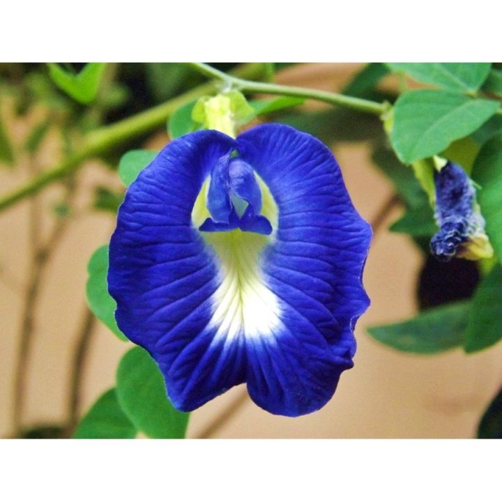 Blue Ternate Flower Seeds Home Garden Plants Seed with Freebies | Lazada PH
