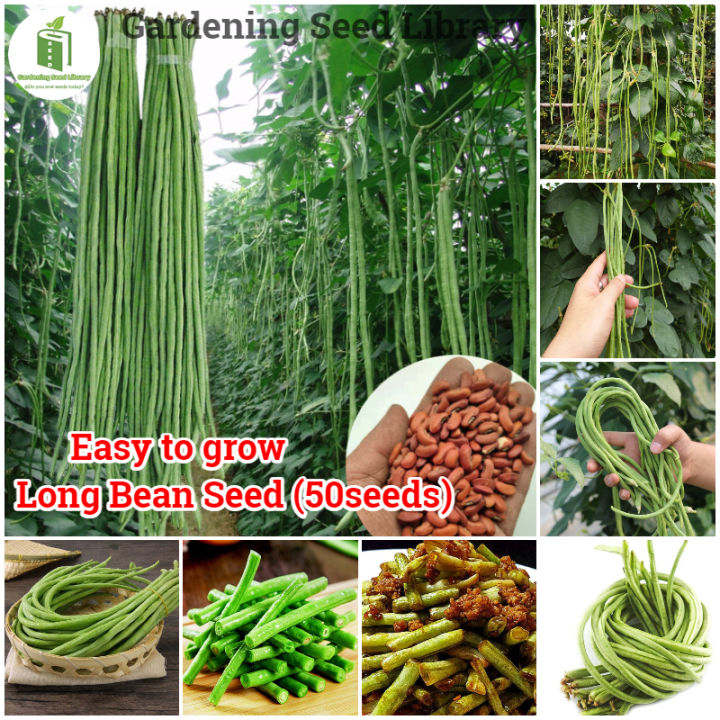 Easy to grow丨High Yield Organic Cowpea Vegetable Seeds for Planting (50 ...