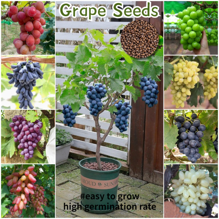 [Easy To Grow In Malaysia] Fresh Grape Seeds Fruit Seeds for Planting ...