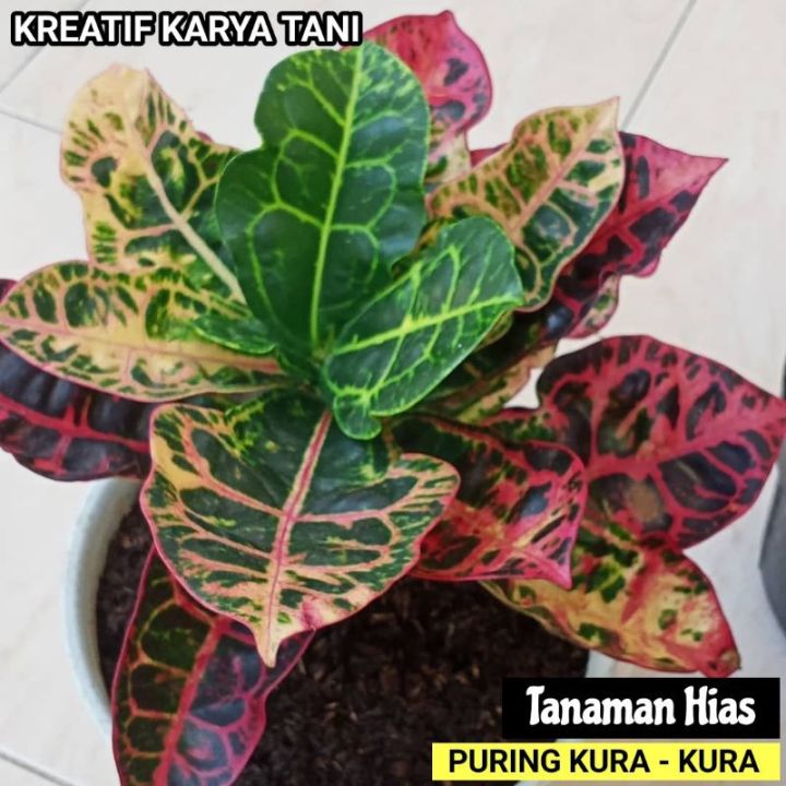 Tanaman hias puring kura - Puring kura-kura | Lazada Indonesia