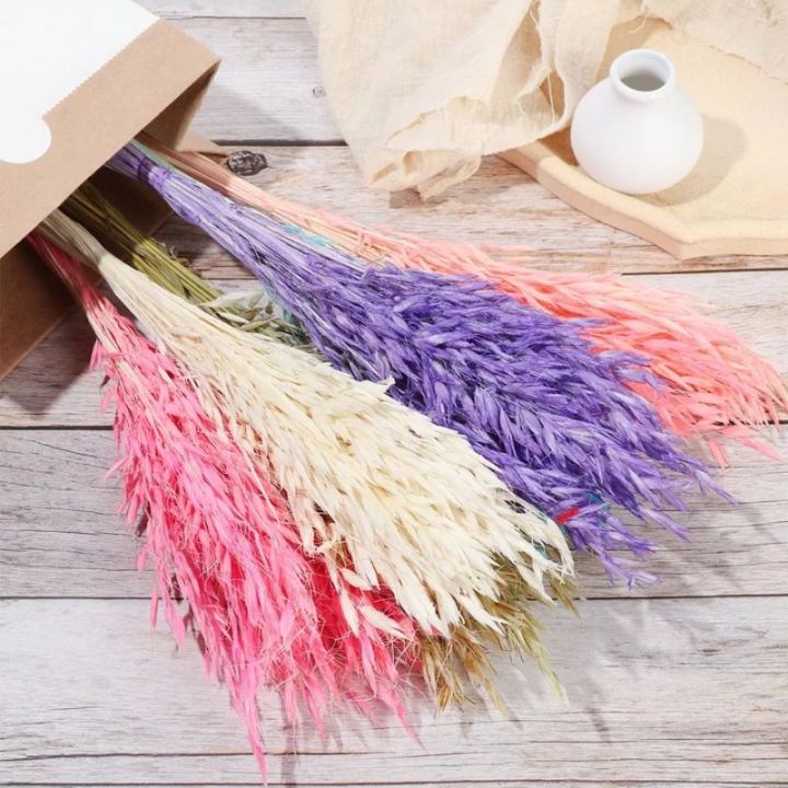 Dried Wild Oats (10 stems) Preserved Dried Flowers Dried Memories PH ...
