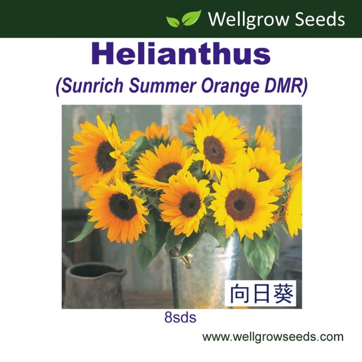 Helianthus Sunrich Summer Orange F1 (8 sds) Disease Resistant Sunflower ...