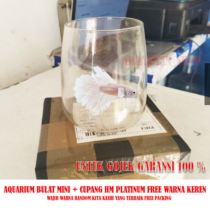 Akuarium Mini Bulat - Aquarium Aquascape Hiasan Bulat Free Isinya ...