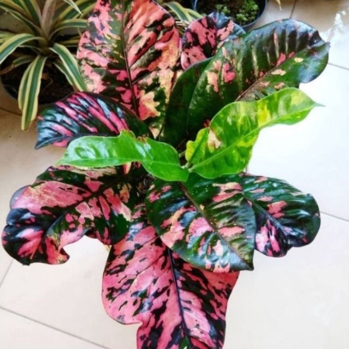 ( BISA COD ) Tanaman Hias Puring Oskar Rimbun Pohon Puring Oscar ...