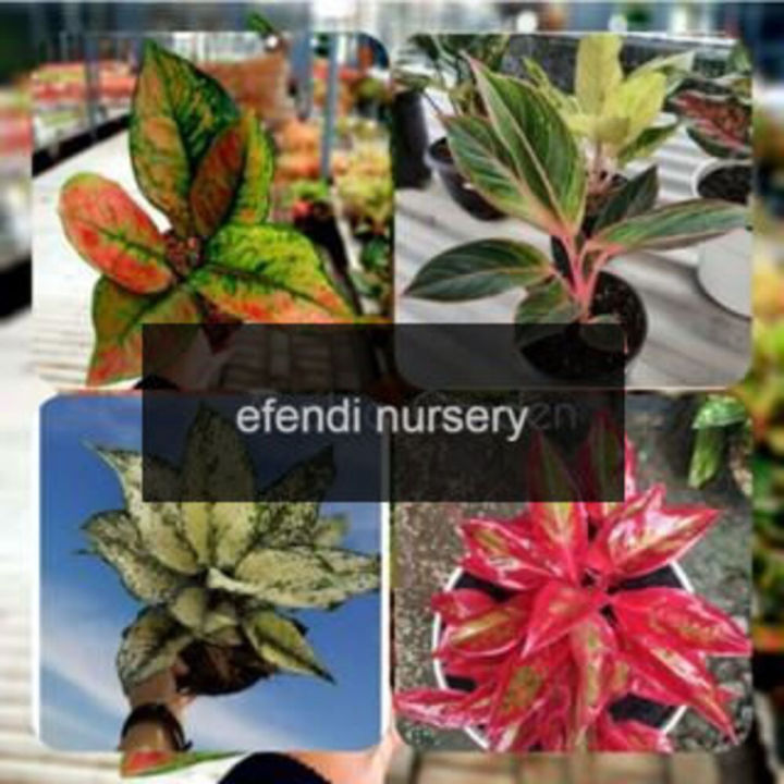 Paket aglonema 4 jenis daun rimbun | Lazada Indonesia