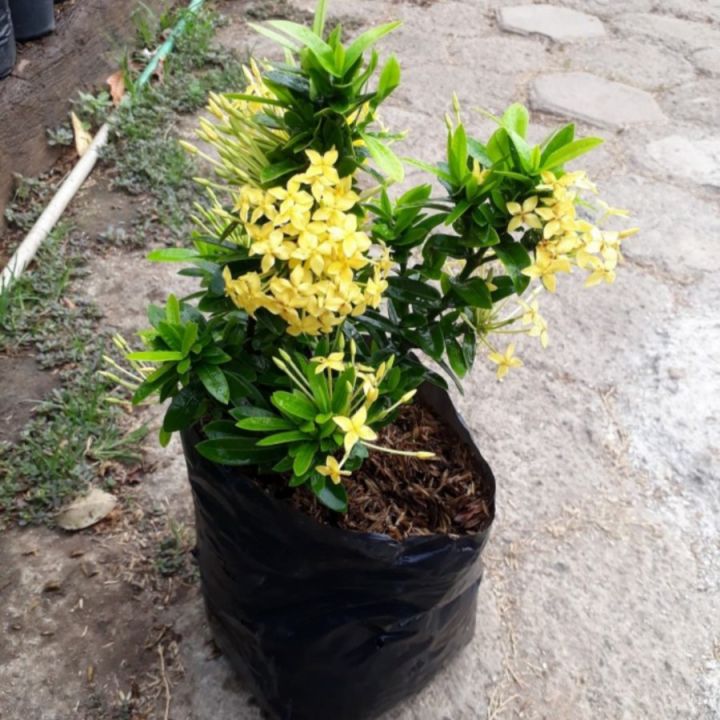 Tanaman hias bunga asoka jepang bunga kuning pohon soka | Lazada Indonesia