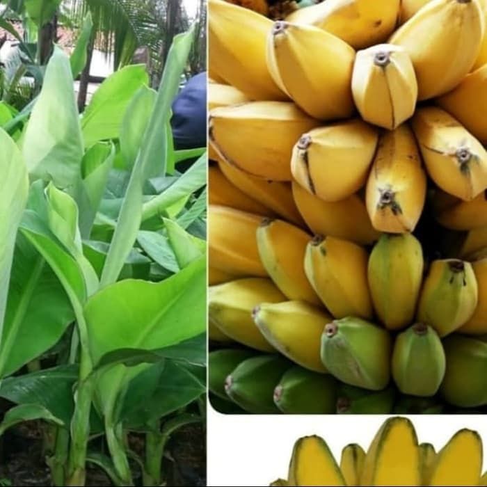 Bibit Pisang Kepok kuning super - pohon Pisang lampung - pohon pisang ... Bibit Pisang Kepok kuning super - pohon Pisang lampung - pohon pisang ...