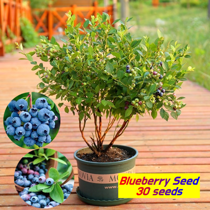 100% Original Rare Blueberry Seeds Tree Seeds for Planting (30 Seeds ...