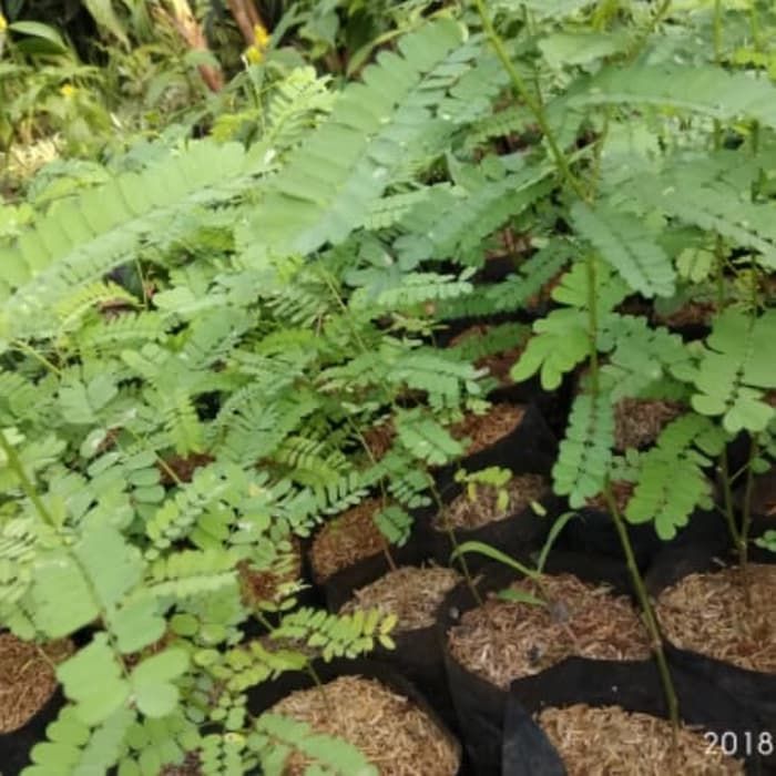 pohon saga tanaman herbal - Tanaman herbal saga - Bibit pohon saga ...