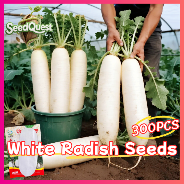 100% Legit 300pcs Fresh Giant Snow White Radish Seeds for Planting ...