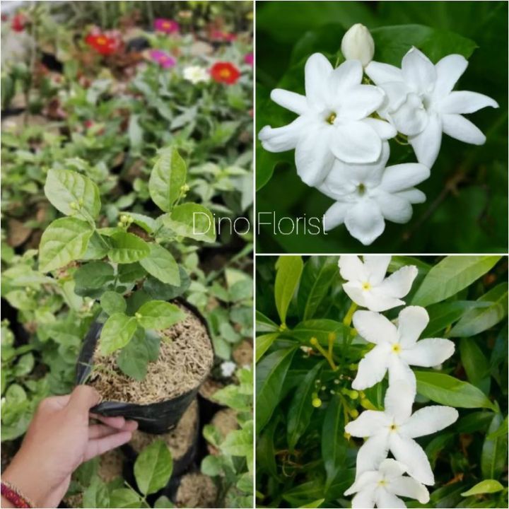 Tanaman Hias Bunga Melati Manten - Melati Kampung - Siap Berbunga ...