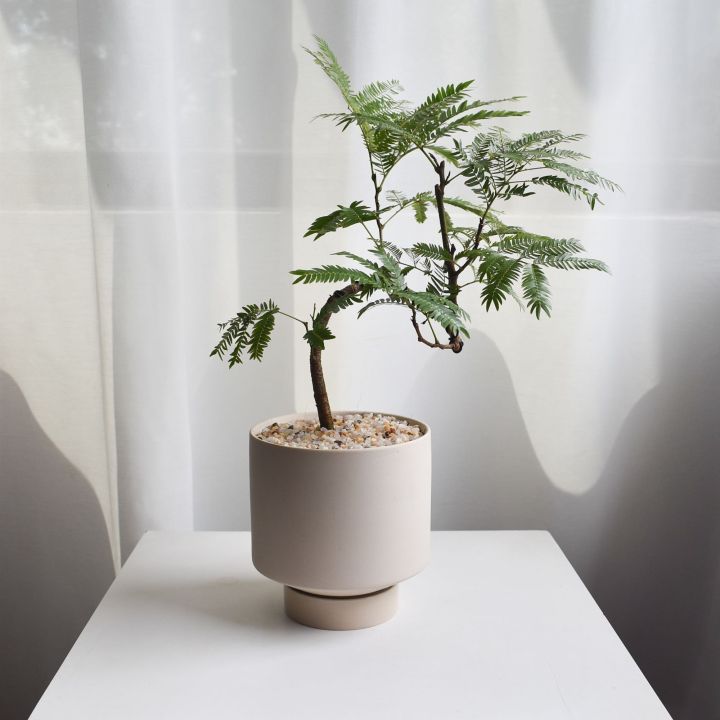Live Plant Everfresh trees size 4/5 in Chalk pot (WIRED STEM, car ...
