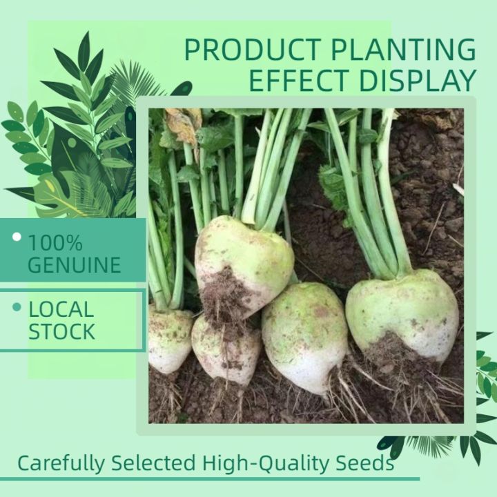 300 Seeds Round Radish Seeds Rare Plants Seeds for Planting Vegetables ...