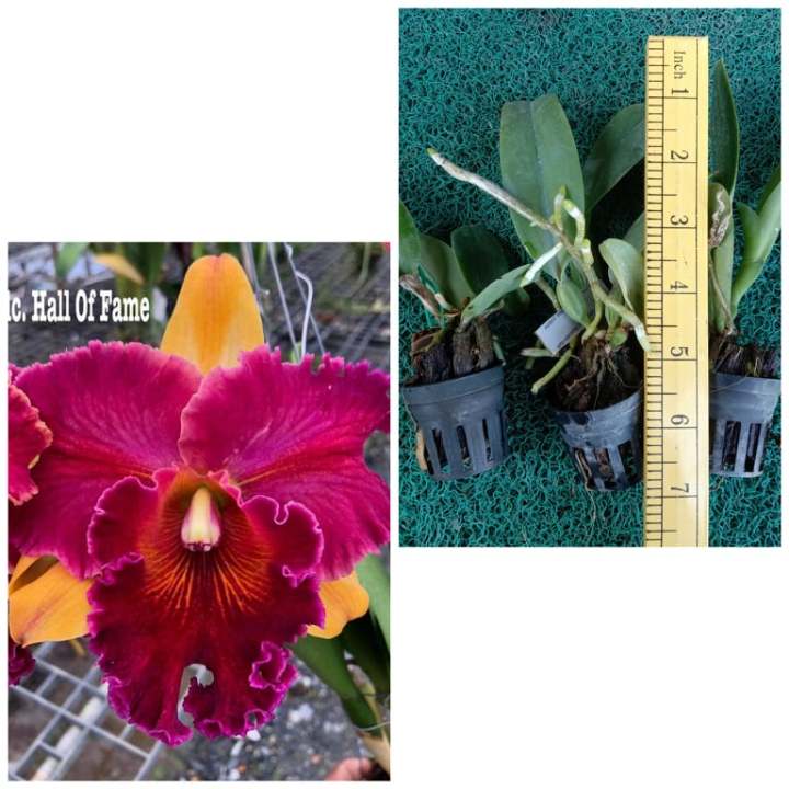 Live Plant Cattleya Seedlings | Lazada PH
