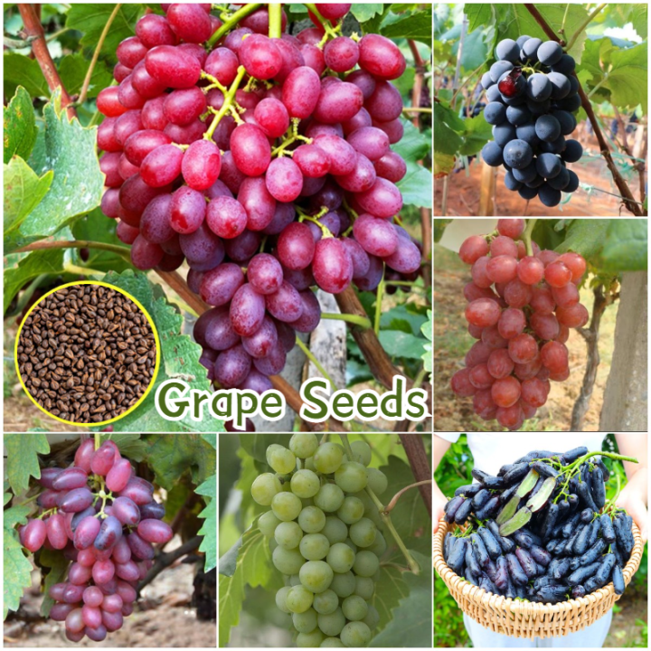 [Fast Growing] Fresh Grape Seeds Fruit Seeds for Planting Fruit Plants ...