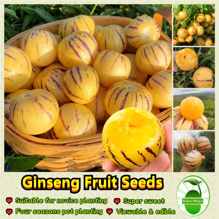 30 Seeds/pack Sweet Ginseng Fruit Seeds for Planting Biji Benih Ginseng ...