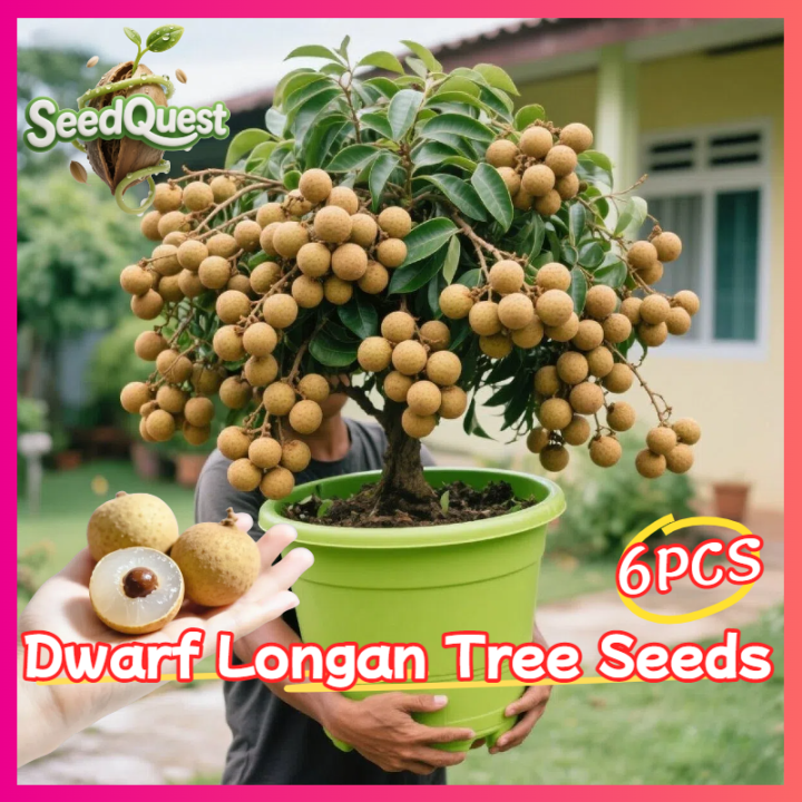 เมล็ดพันธุ์ ลองกอง เมล็ดพันธุ์ลำไย 6เมล็ด/แพ็ค Potted Longan Tree Seeds ...