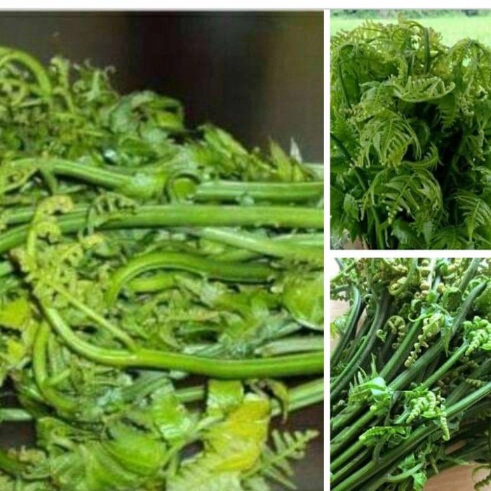 pakis sayur segar 1kg sayur pakis | Lazada Indonesia