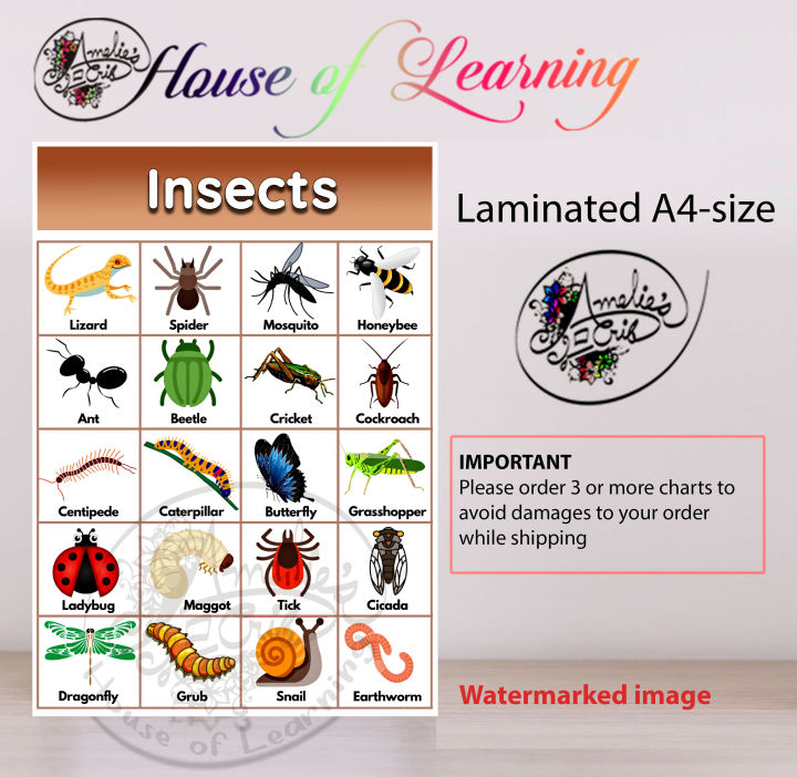 Insects Laminated Educational Chart (A4) Mga Insekto Wall charts for ...
