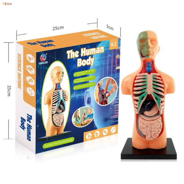 Yancey 3D Human Body Torso Model Toys Montessori Realistic Human Body ...