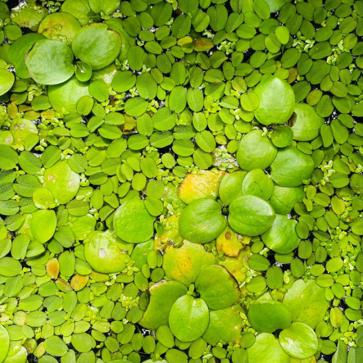 [SG READY STOCK] Frogbit / Salvinia Duckweed Floating Plant | Lazada ...