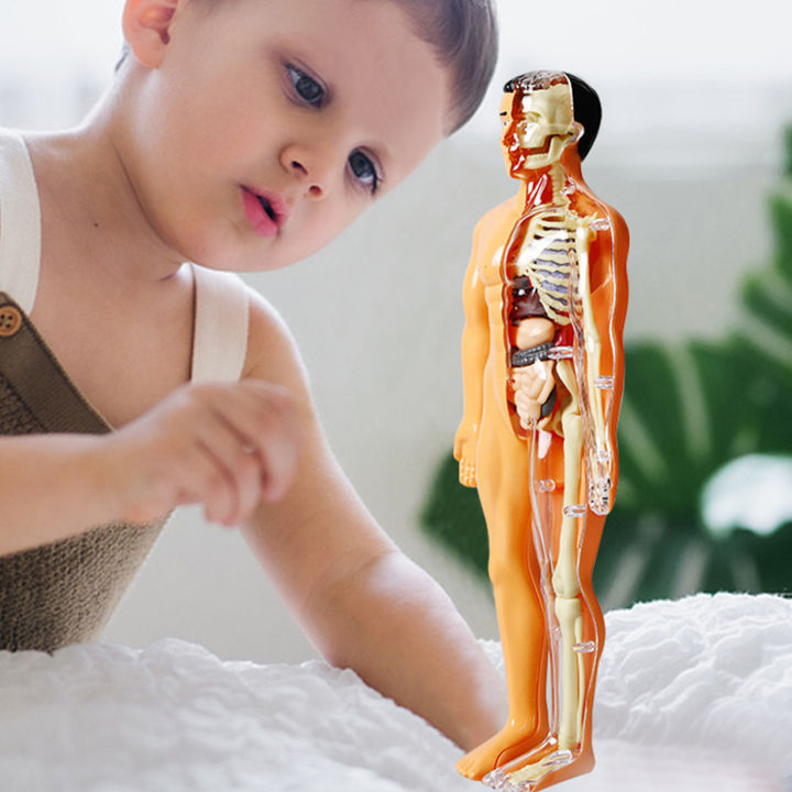 Educational Human Body Model Interactive Human Body Model for Kids ...