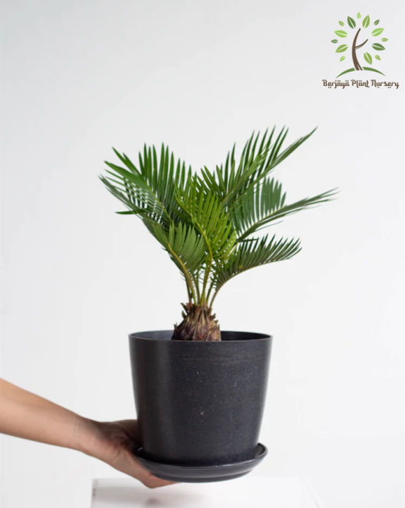 Berjaya Plant Nursery - Sago Palm/Cycas Revoluta(Pokok Bunga Hidup ...