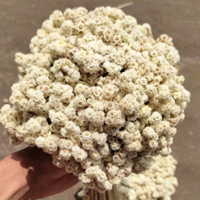 Bunga edelweis /bunga abadi/ bunga kering / bahan buket,mahar & rustik ...