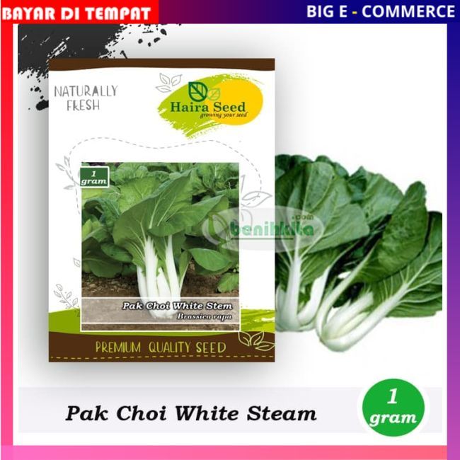 COD Benih-Bibit Sawi Pakcoy White Steam (Haira Seed) BIG02 Termurah ...