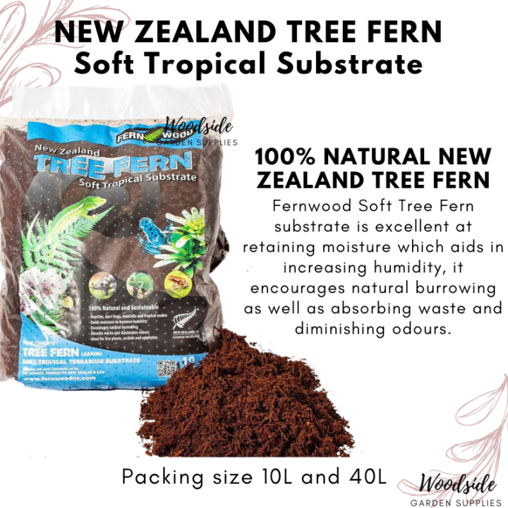 Fernwood Tree Fern from New Zealand | Lazada Singapore