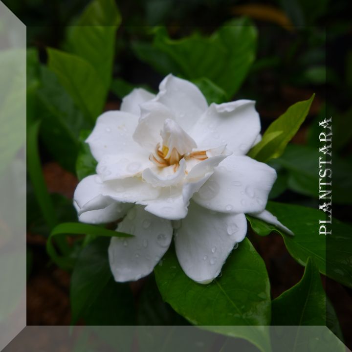 Tanaman Hias Bunga Kacapiring - Cepiring pohon hidup bergaransi ...