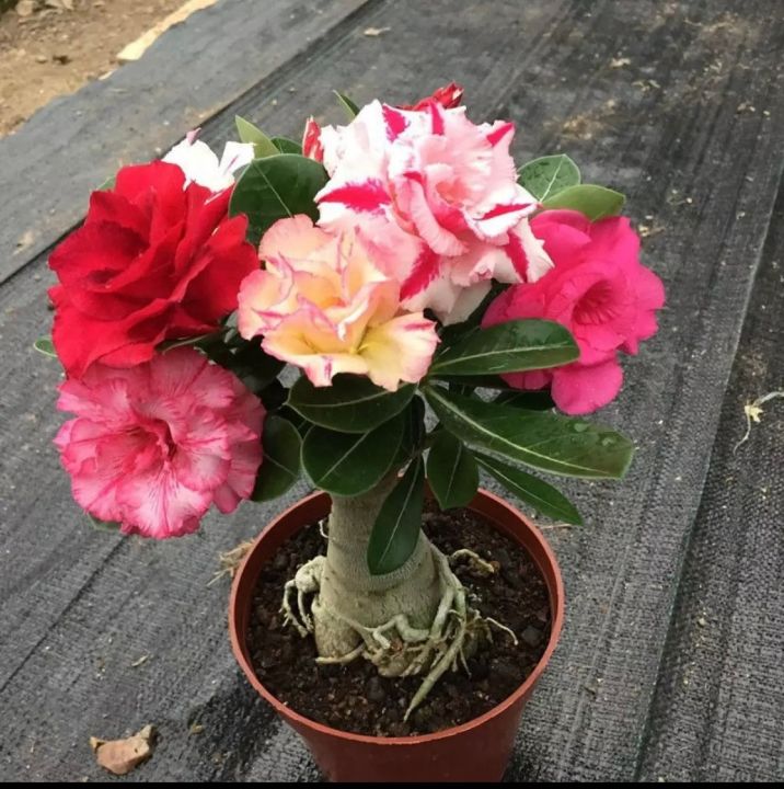 Multi-Petal Adenium High Germination Seeds with extra seed | Lazada PH