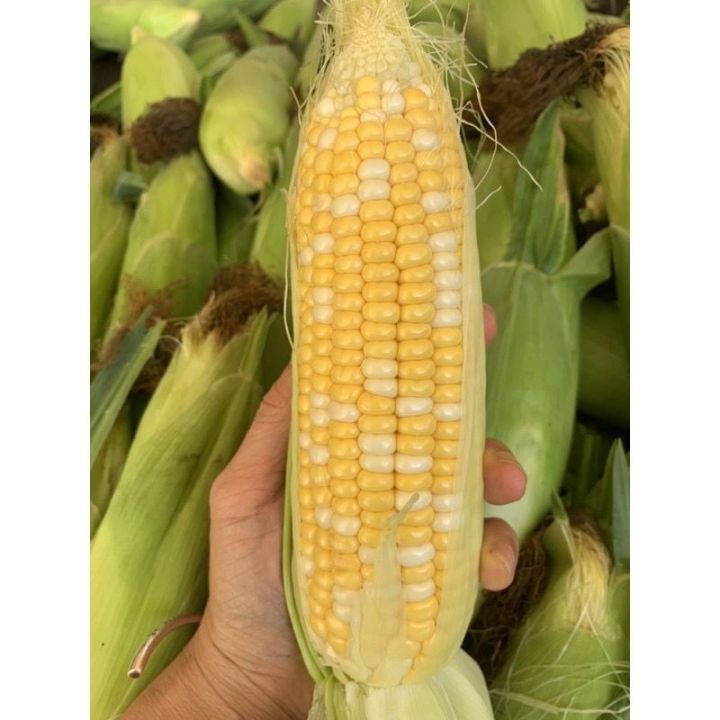 Cameron Highlands Daily FRESH Corn / Jagung Sweet Manis / 珍珠玉米，每天采购🌽🌽 ...
