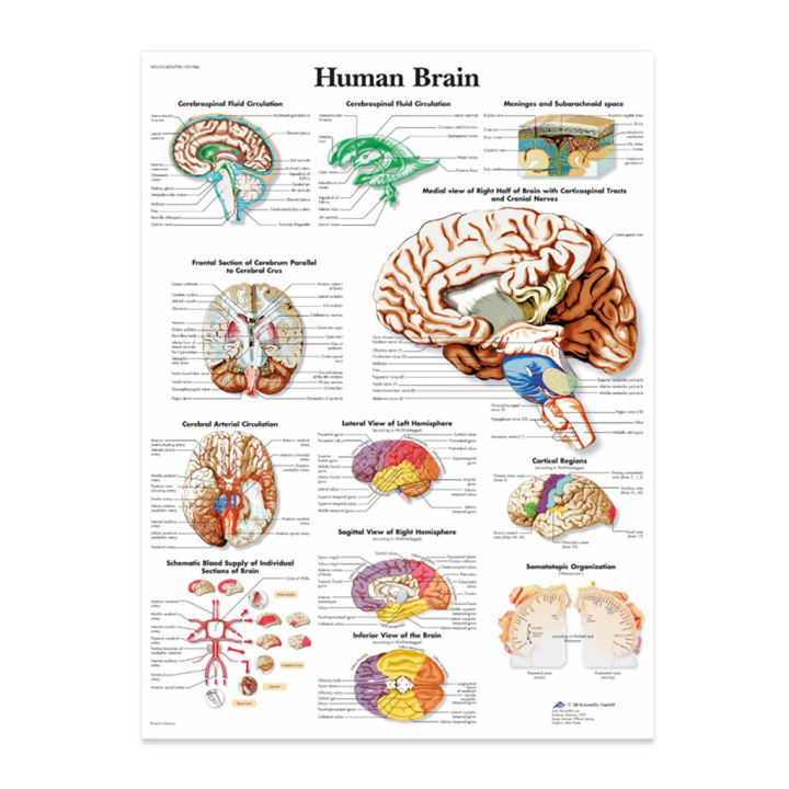 Anatomical illustration of the human brain poster, canvas, canvas. Use ...