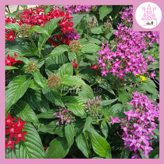 Pokok Bunga Pentas Lucky Star Mix Plant Outdoor Plant | LIVE PLANT ...