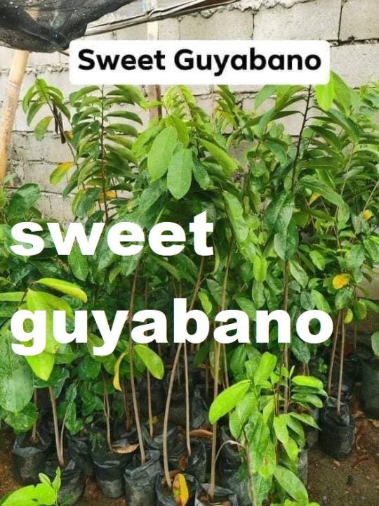 sweet guyabano hybrid | Lazada PH