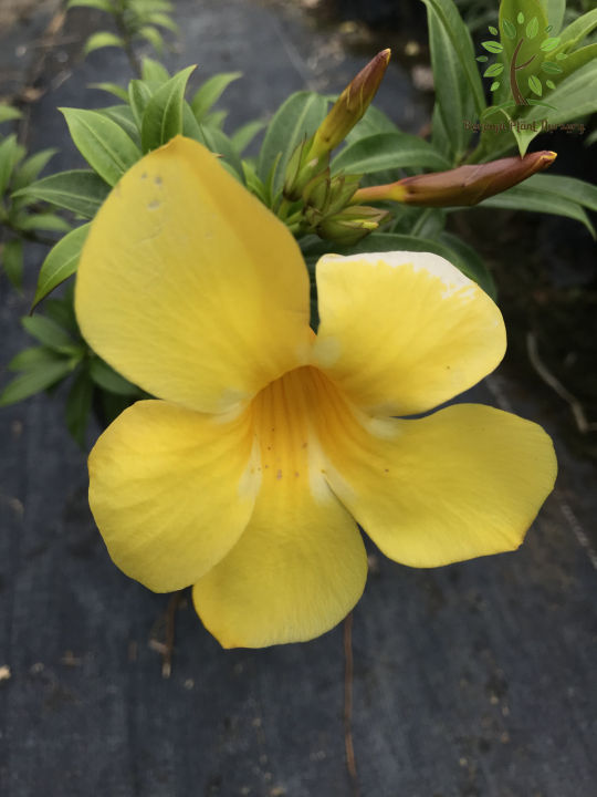 Berjaya Plant Nursery - Bunga Loceng Kuning/Allamanda(Pokok Bunga Hidup ...
