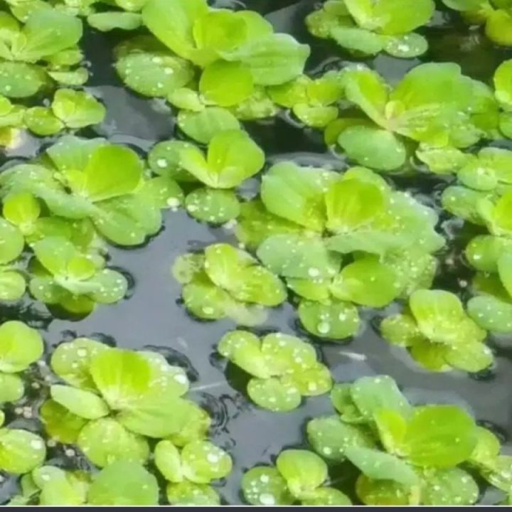 PROMO Tanaman Air Apu Apu Kapu Kapu Super Mini, Amazon Frogbit Tanaman ...