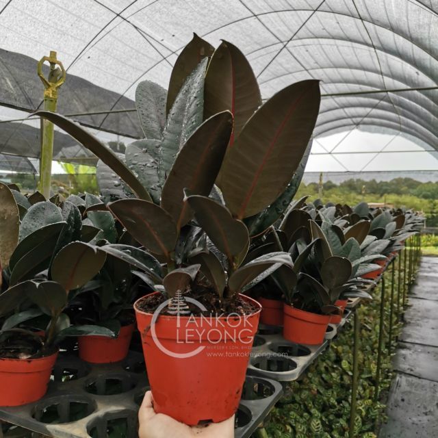 TKL - Ficus Elastica Black Burgundy India Rubber Plant 黑金刚橡皮树 | Lazada