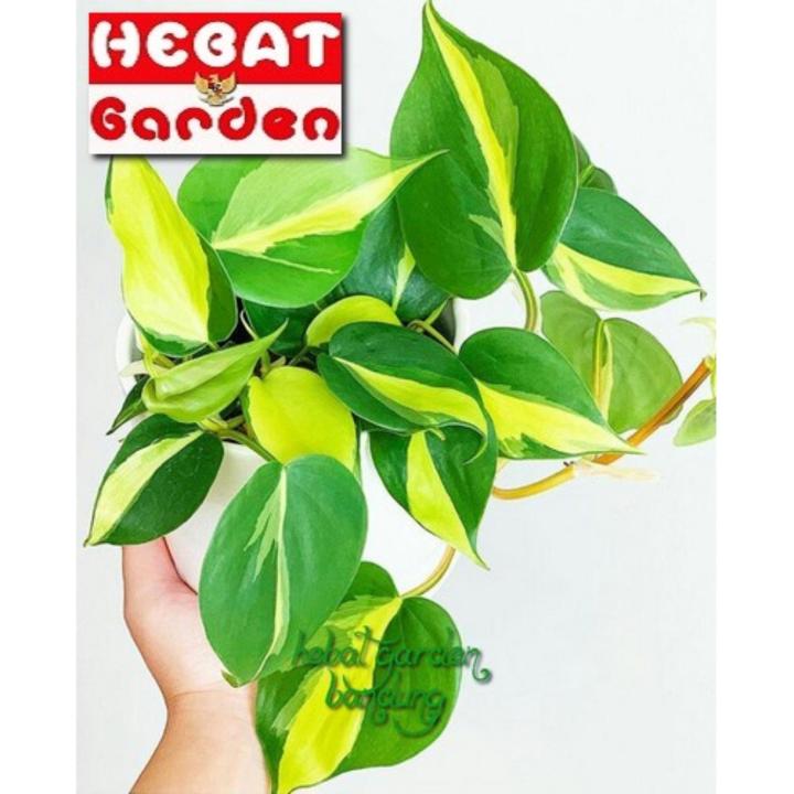 Sri gading brazil - Philodendron Scandens medio pictum | Lazada Indonesia