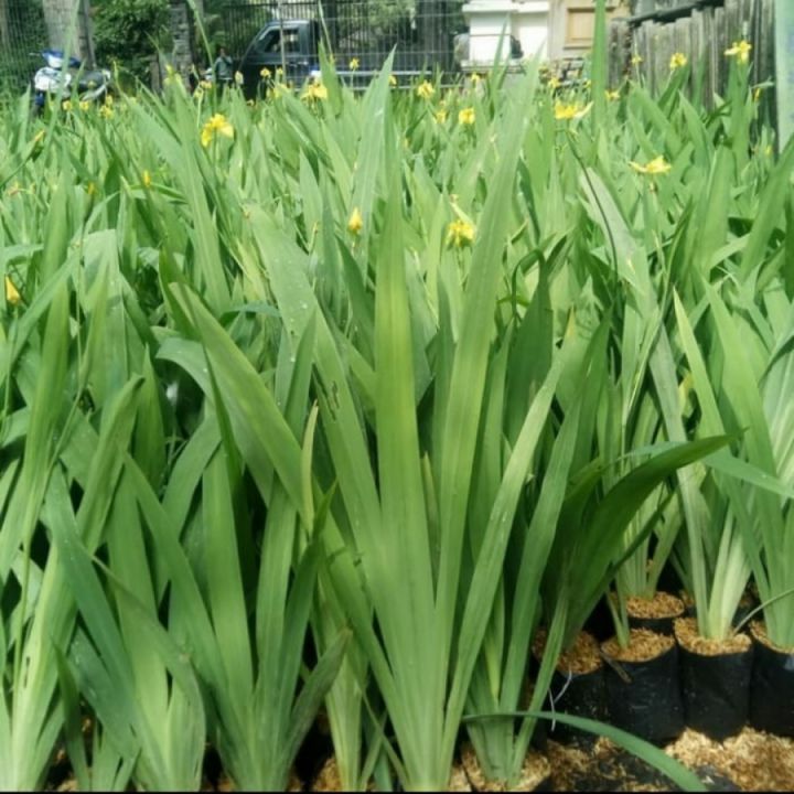 Tanaman hias airis - Tanaman hias airis bunga kuning - Pohon pembatas ...