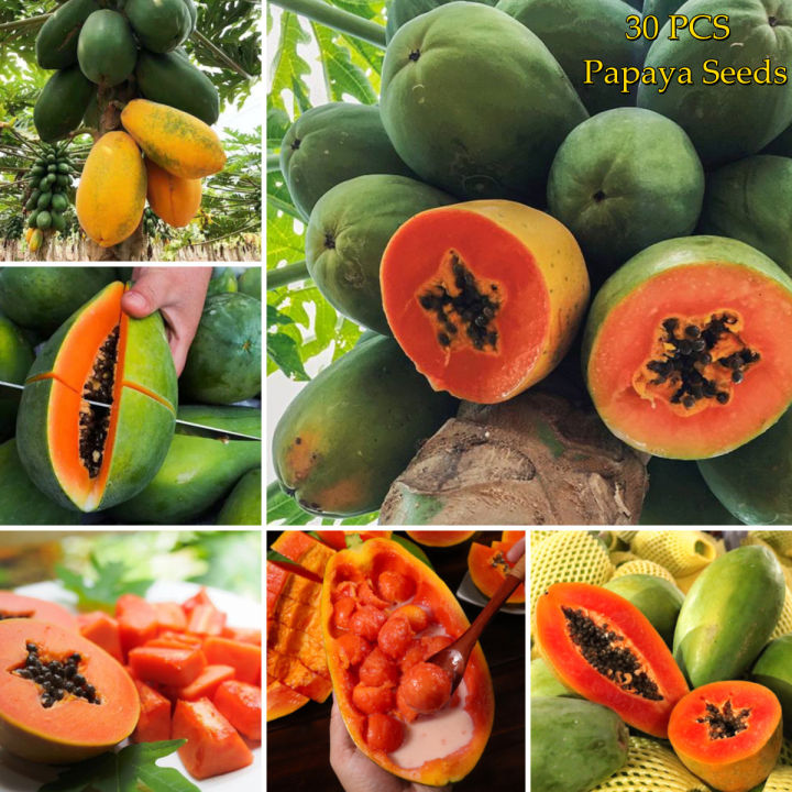 [Quick Delivery] 100% Original Dwarf Hybrid Red Papaya Seeds for ...