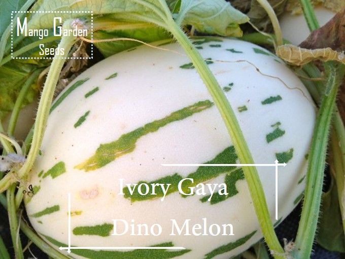 Benih Melon Dino - 5 biji 🌱 Bentuk Unik Seperti Telur Dinosaur - Benih ...