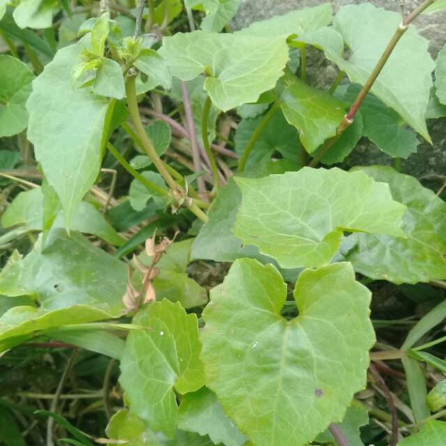 [Fresh Produk] DAUN SEMBUNG RAMBAT HERBAL ALAMI UNTUK KESAHATAN JANTING ...