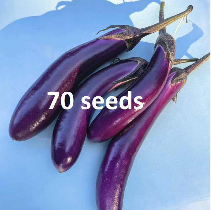 talong / eggplant seeds - 25pesos per pack - condor seeds - plant seed ...
