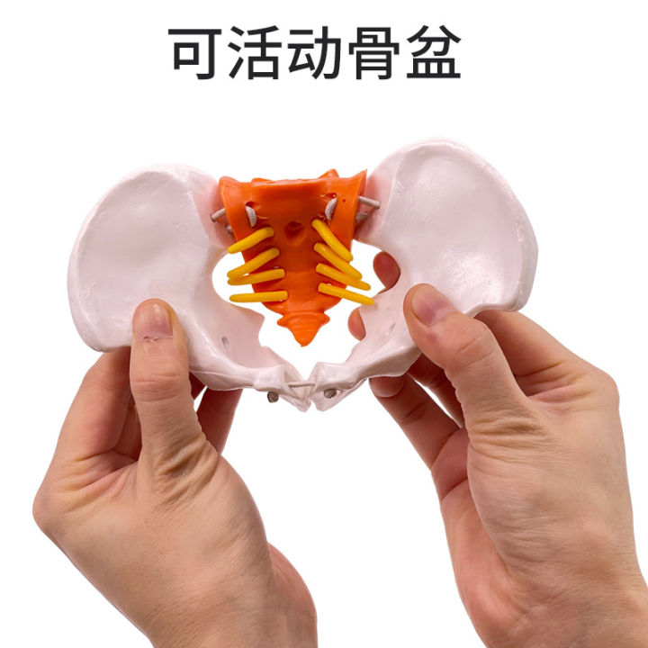Movable Female Pelvis Model Pelvic Joint Sacrum Pubic Structure ...