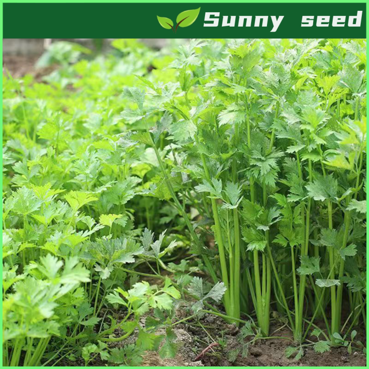 Kinchay / Kintsay Herbs (1,500 seeds)Celery Premium vegetable seeds ...