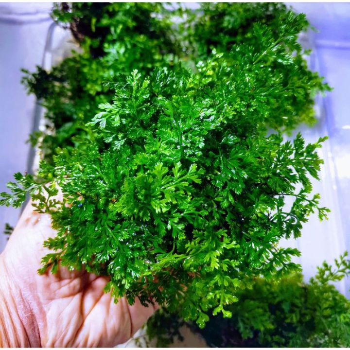 Bolbitis Difformis Mini Bolbitis 迷你黑木厥 Aquarium Aqua Plant [lowtech] Lazada